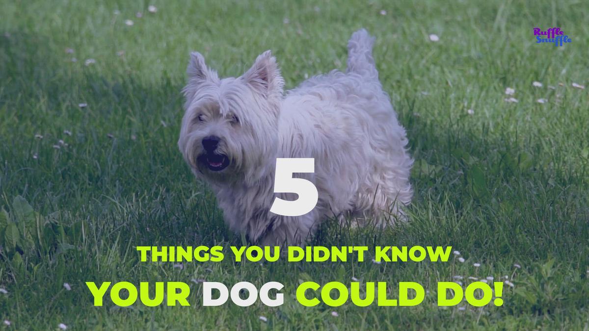 How Do They Know Dogs Cant See Color