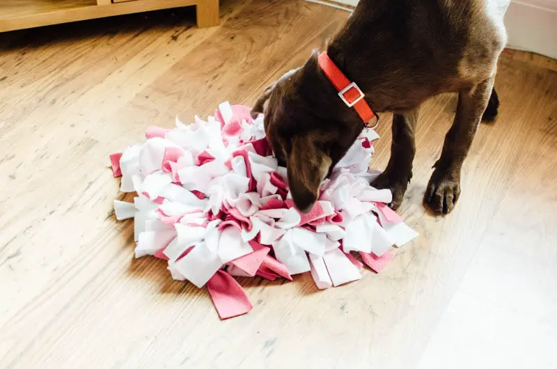 5 Ways To Use A Snuffle Mat With Your Dog: Canine Enrichment Ideas ...