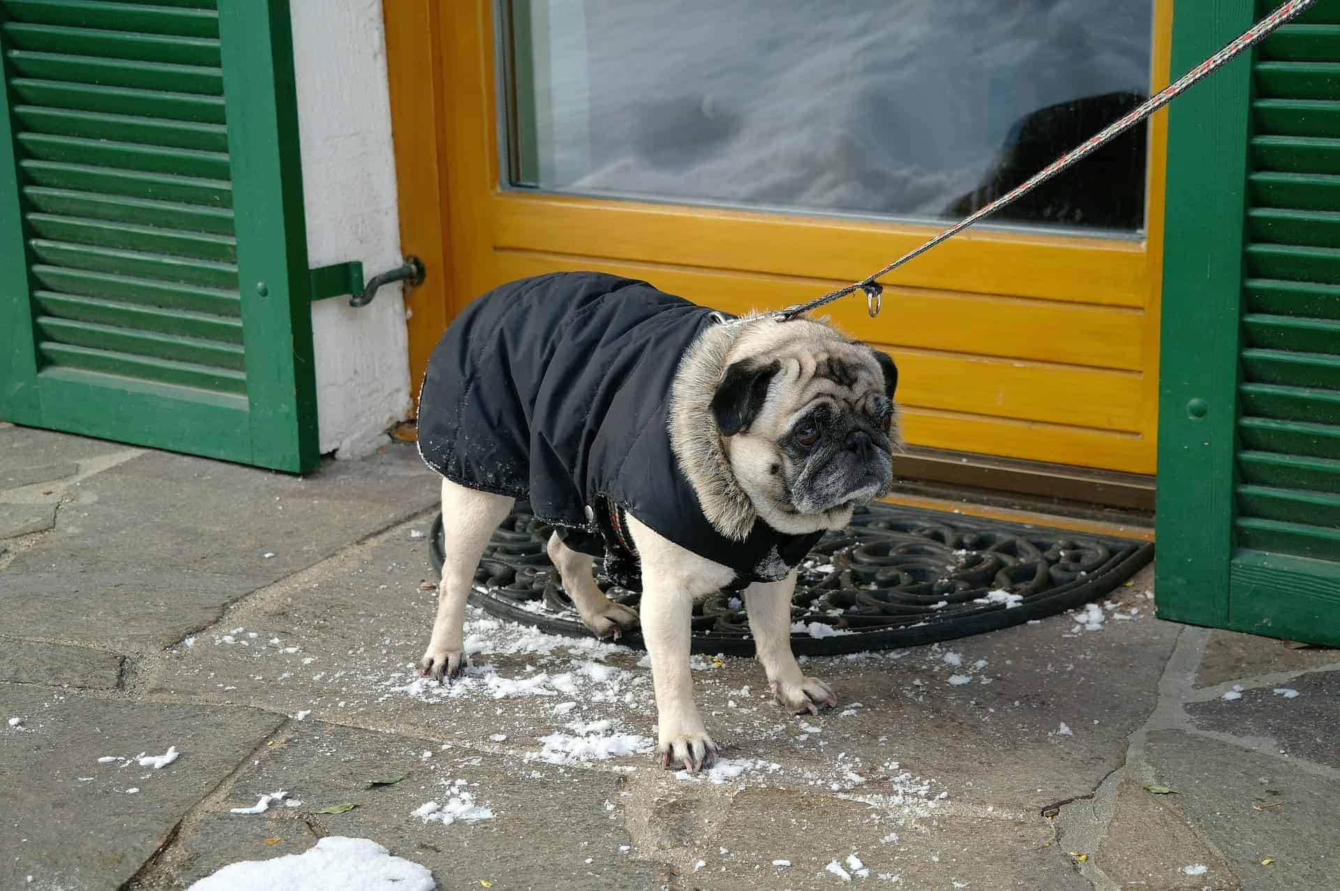 Ruffle Snuffle's Life with Pets