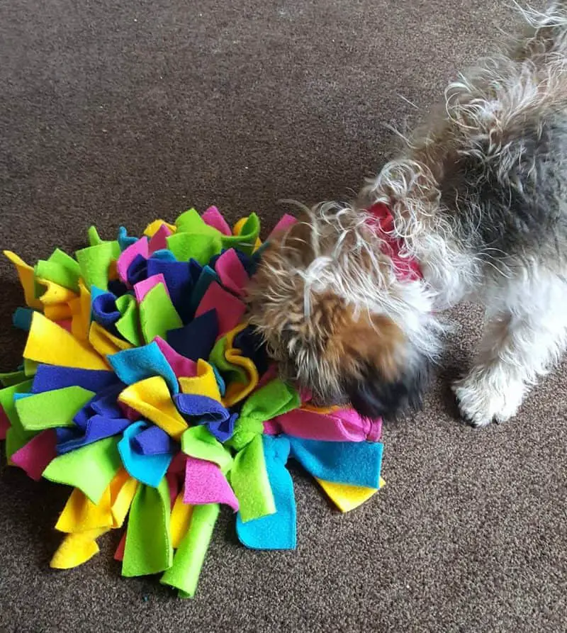 Gallery • 2025 Ruffle Snuffle