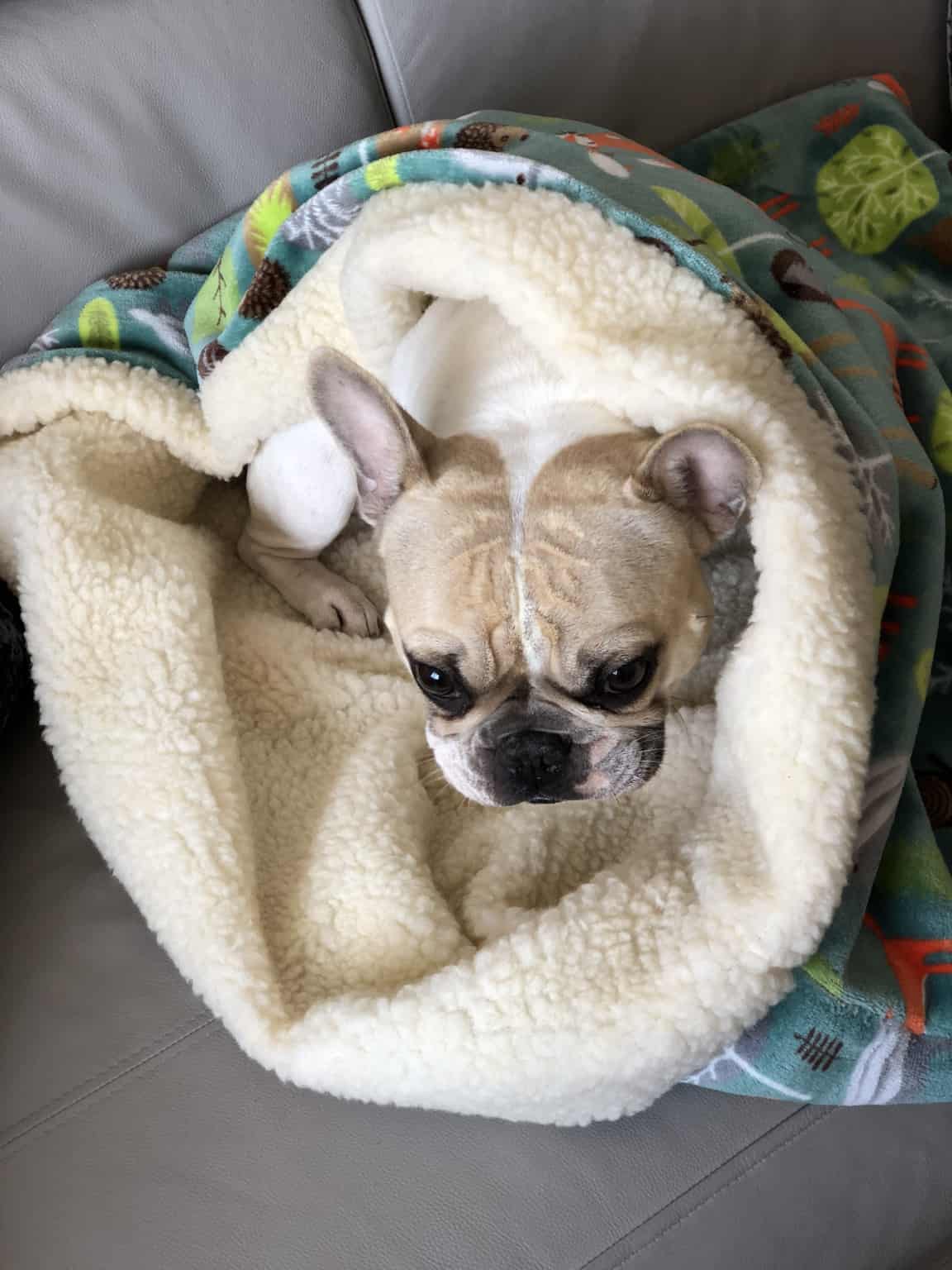 Gallery • 2025 Ruffle Snuffle