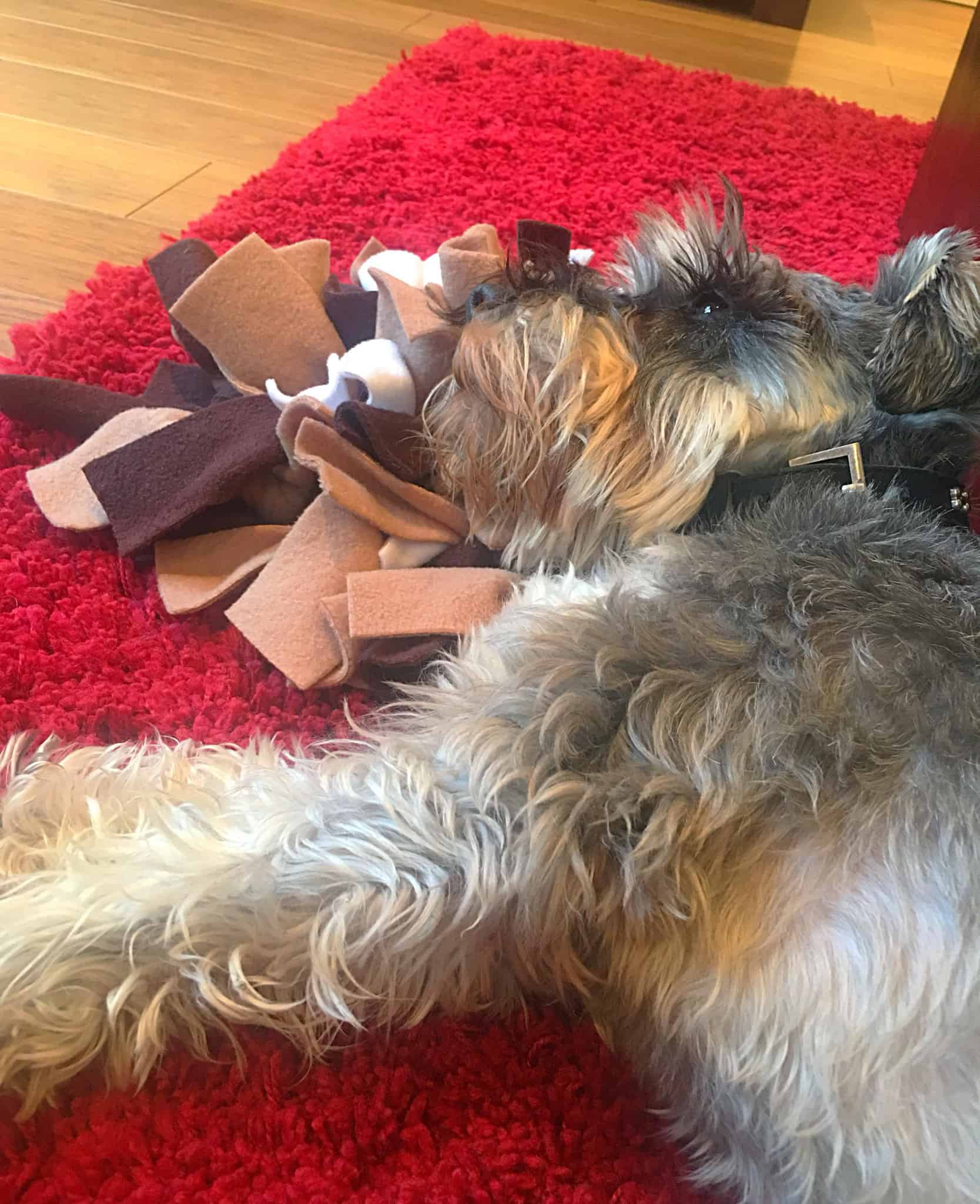 Gallery • 2025 Ruffle Snuffle