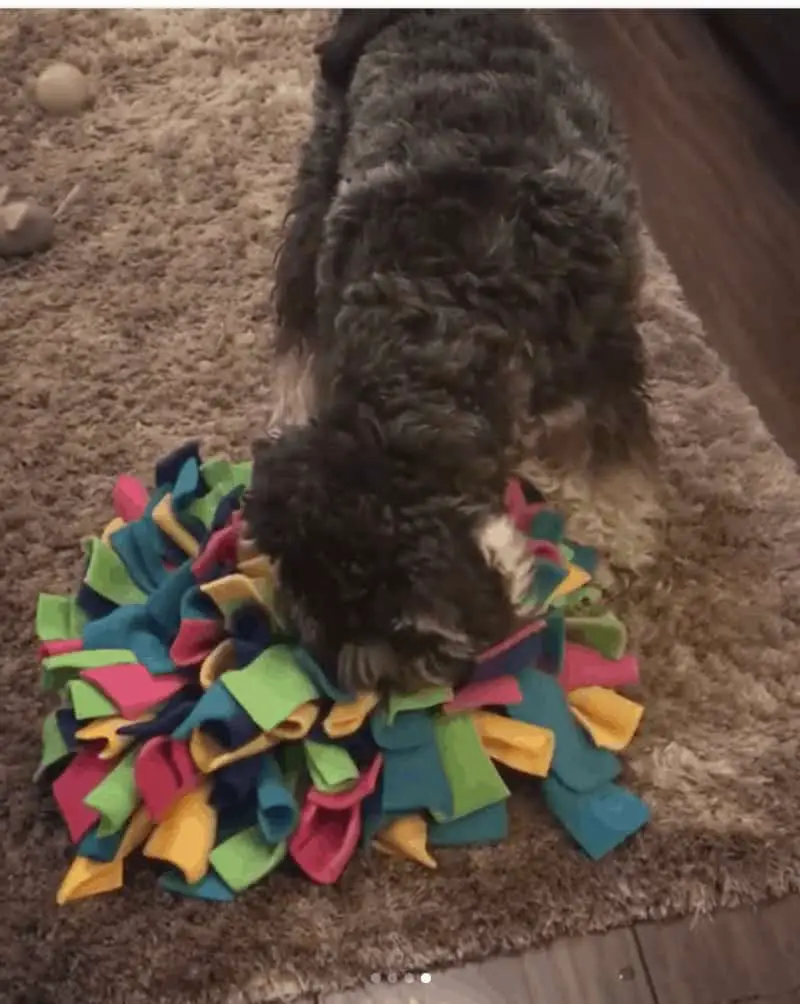 Gallery • 2025 Ruffle Snuffle