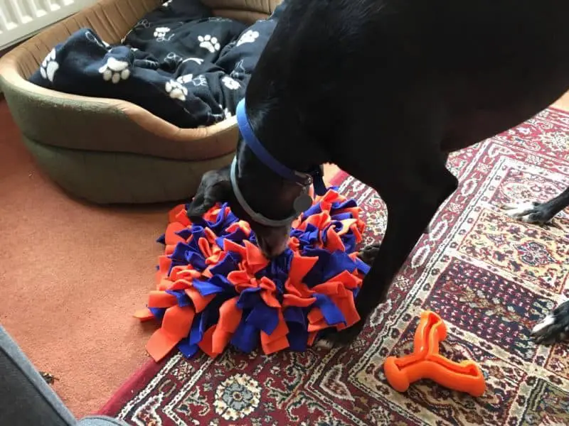 Gallery • 2025 Ruffle Snuffle