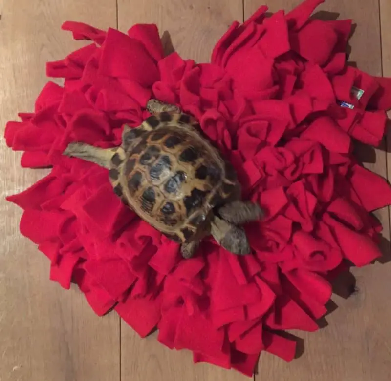 Gallery • 2025 Ruffle Snuffle