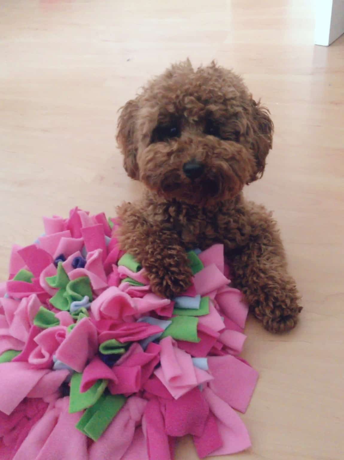 Gallery • 2025 Ruffle Snuffle