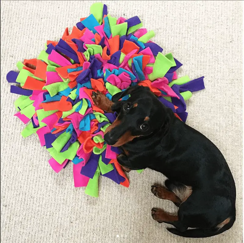 Gallery • 2025 Ruffle Snuffle