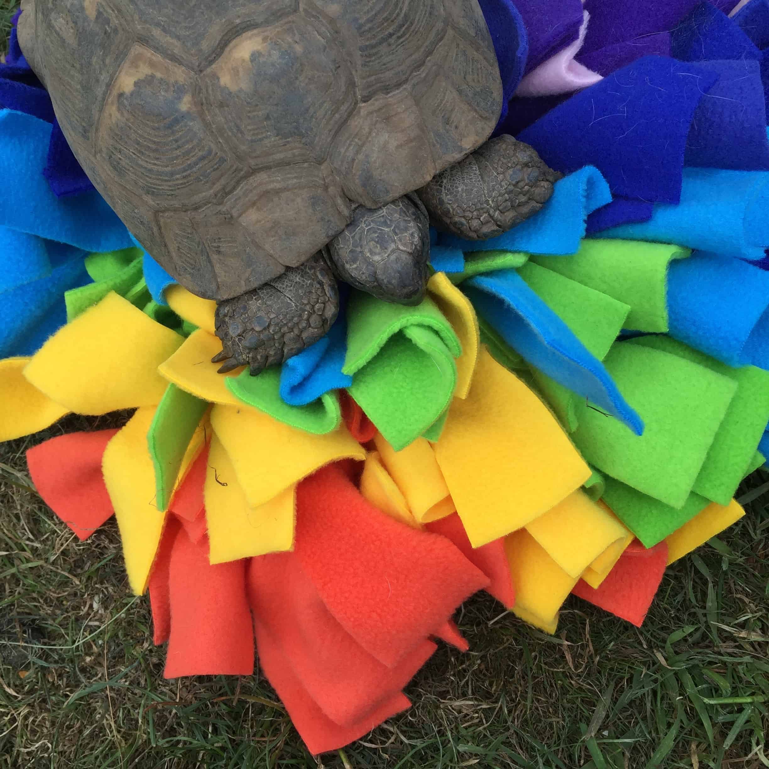 Gallery • 2025 Ruffle Snuffle