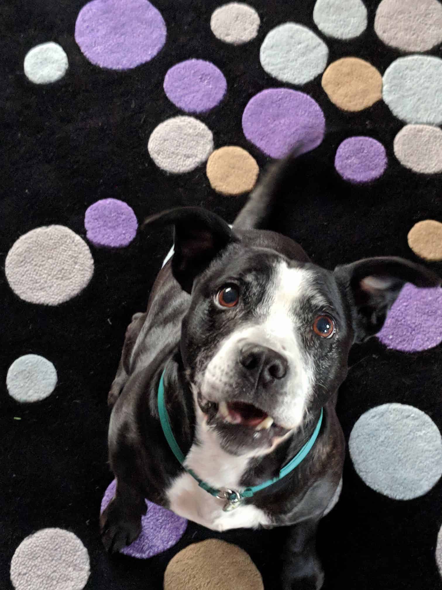 Teach your dog when to bark for a quiet life • Expert Behaviour advice ...