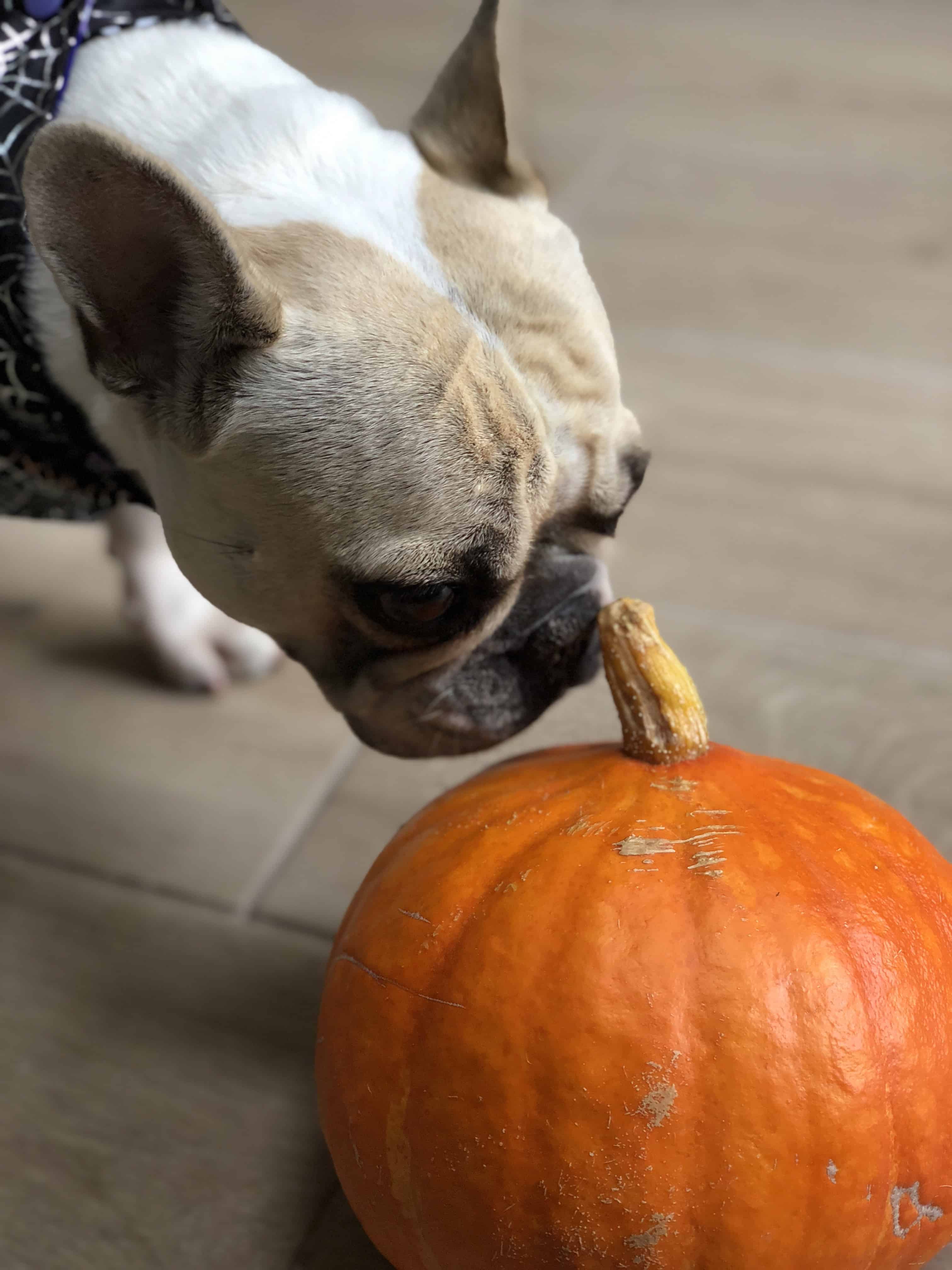 Ruffle Snuffle • Original snufflemats and enrichment toys for pets