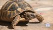 How to look after a pet tortoise: Beginner guide for new keepers