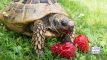 How to look after a pet tortoise: Beginner guide for new keepers