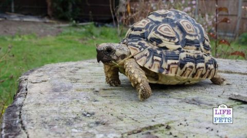 How to look after a pet tortoise: Beginner guide for new keepers