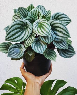 12 Invincible indoor plants that every home should have : Easy low ...