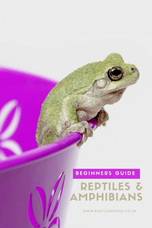 Keeping Reptiles And Amphibians As Pets : A Beginners Guide To ...