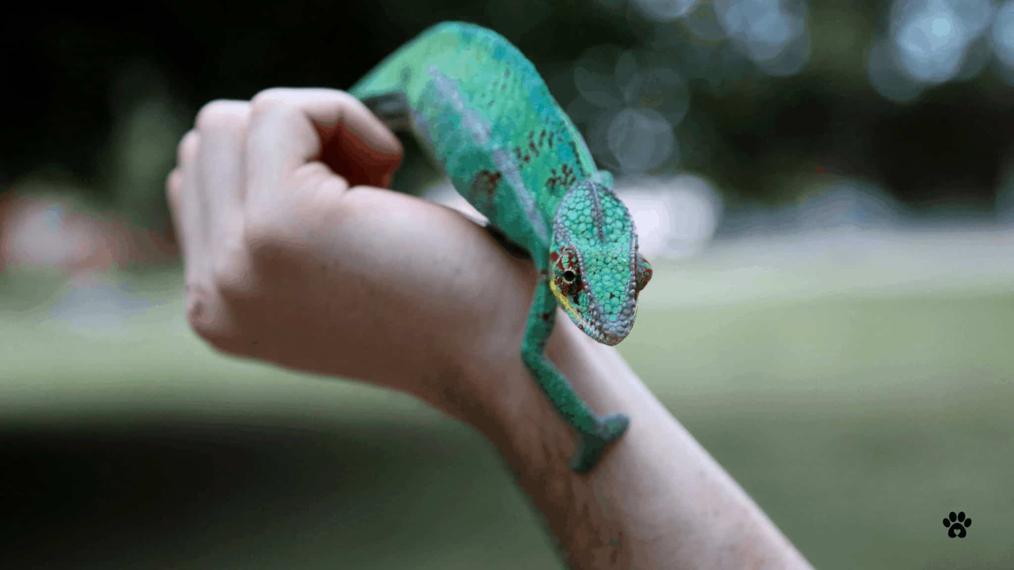 Keeping Reptiles And Amphibians As Pets : A Beginners Guide To ...