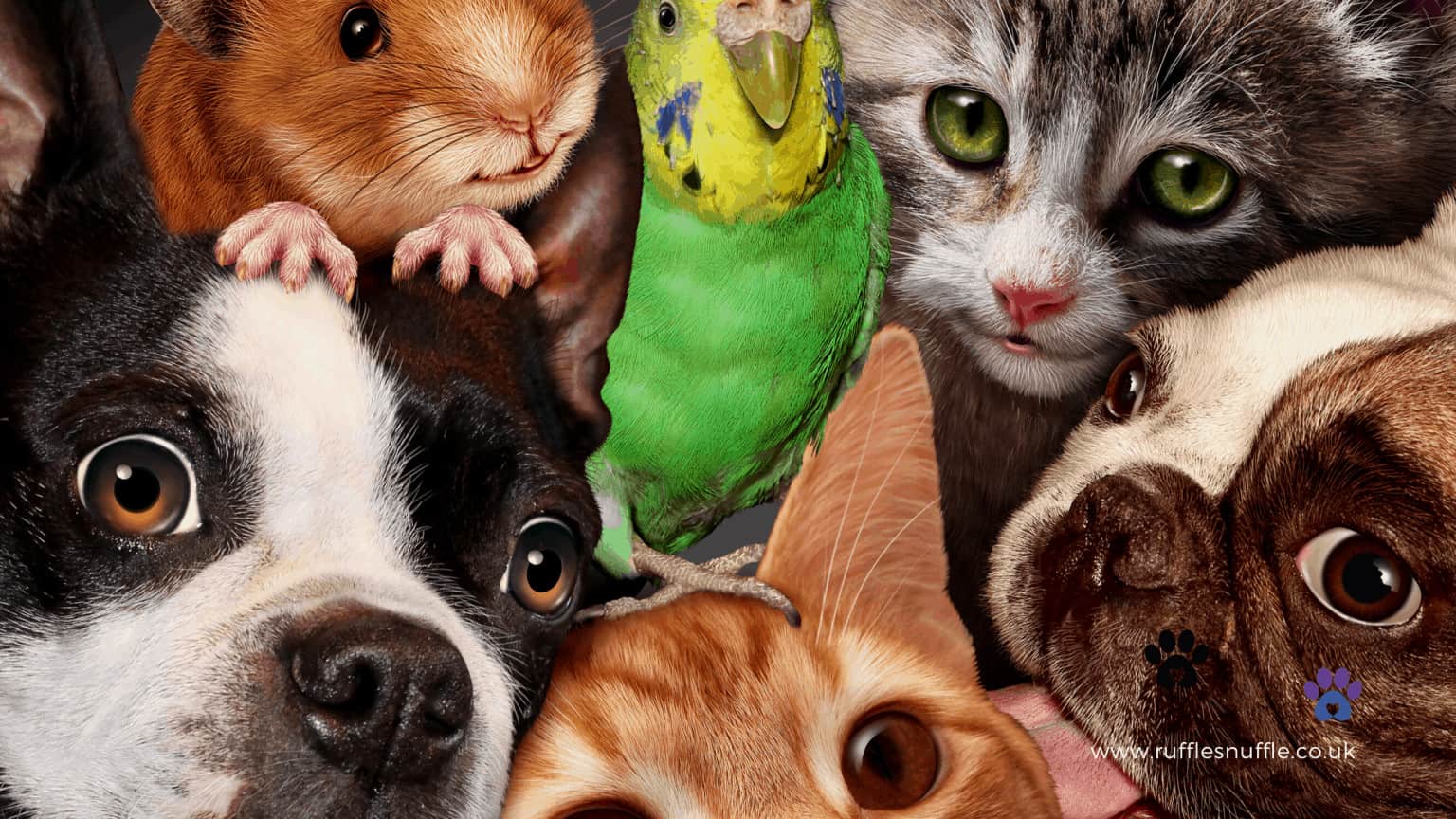 100 Fun Tricks To Teach Your Pets: Animal Enrichment • 2025 Ruffle Snuffle