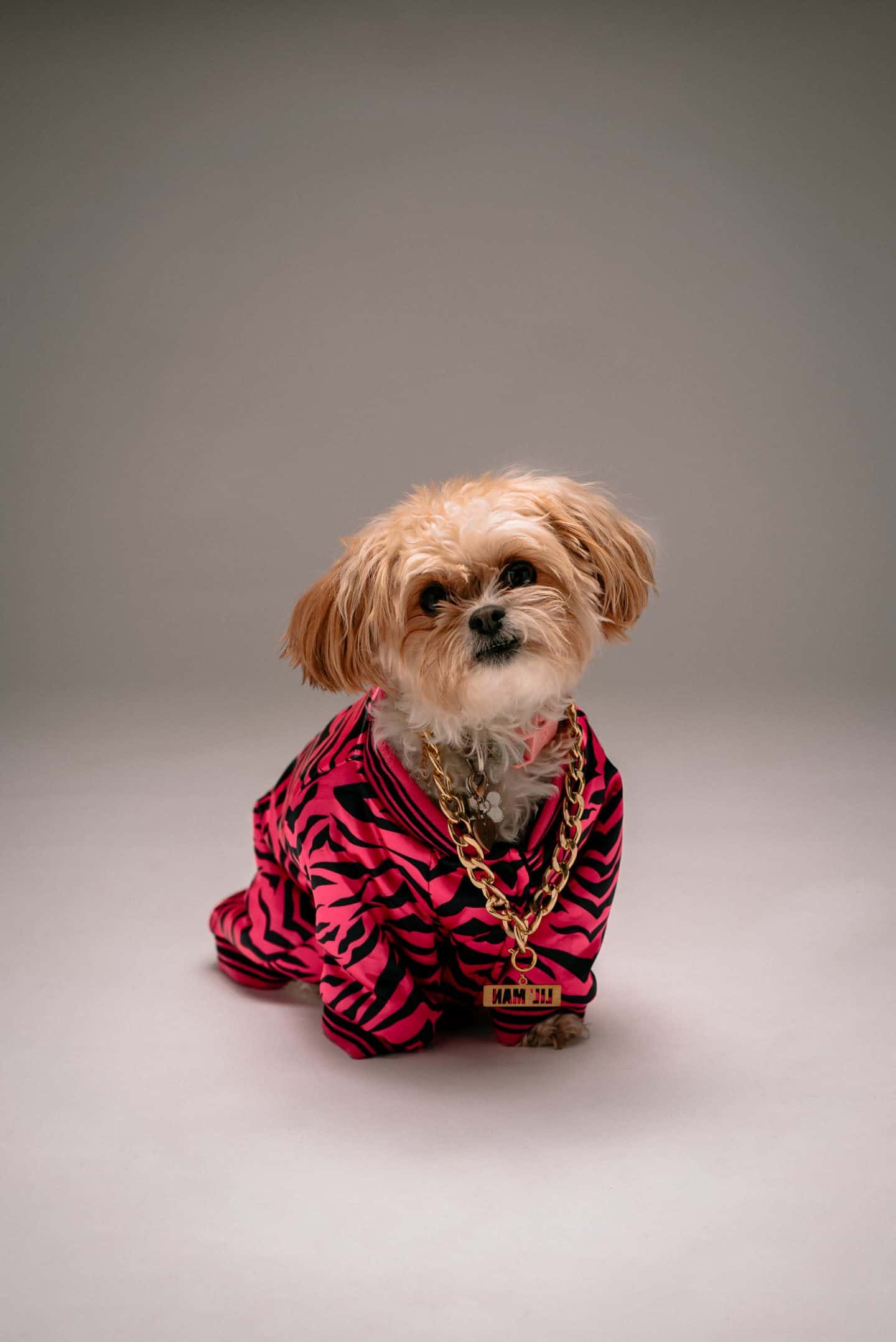 50 Really Good Dog Names Beginning With R 2023 Ruffle Snuffle