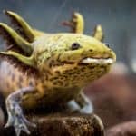 The complete guide to keeping Axolotls as pets (habitat, food, care ...