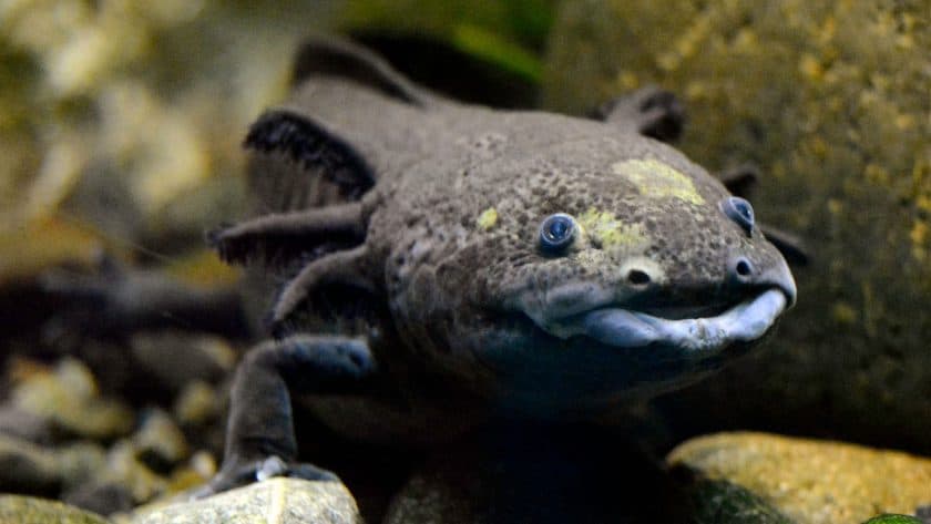 The complete guide to keeping Axolotls as pets (habitat, food, care ...
