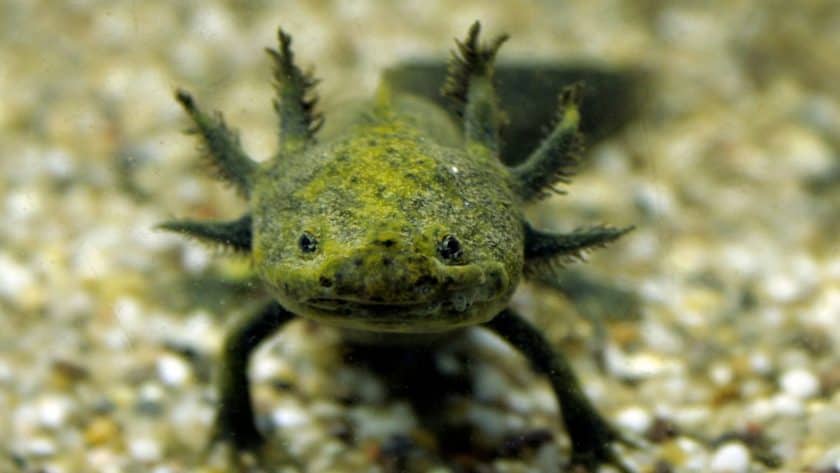The complete guide to keeping Axolotls as pets (habitat, food, care ...