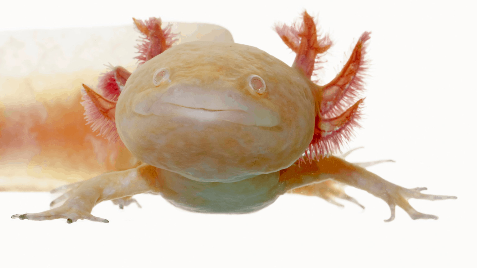 The complete guide to keeping Axolotls as pets (habitat, food, care ...