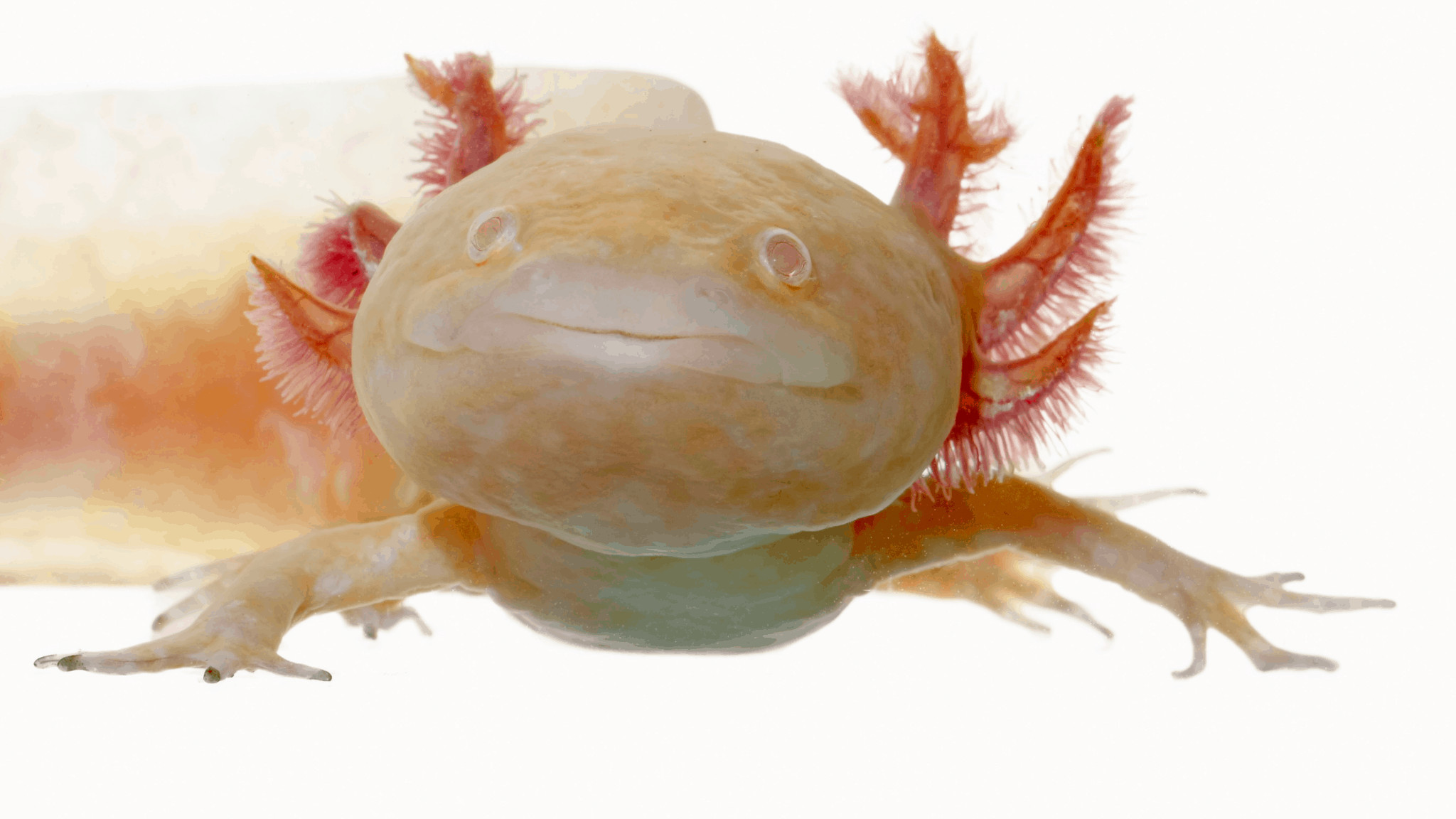 The complete guide to keeping Axolotls as pets (habitat, food, care ...