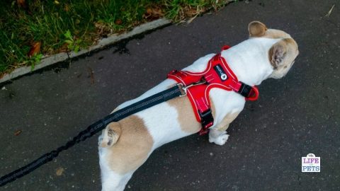 Teach Your Dog To Walk Nicely On A Lead: Training Guide For Loose Leash ...
