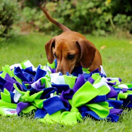 7 Ways to help your rescue dog trust you