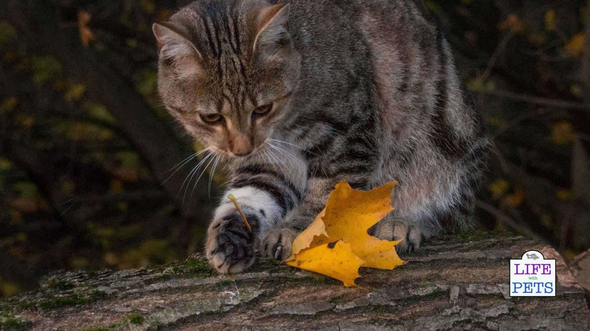 Why does my cat bring me leaves?
