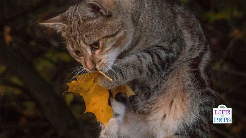 Why does my cat bring me leaves?