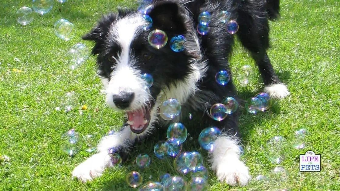 Dog Friendly Bubble Mixture