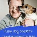 Stinky fish dog breath and how to get rid of it