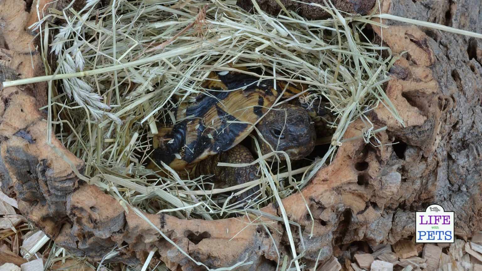 Why Do Hermann’s Tortoises Bury Themselves? And When To Worry • 2025 ...