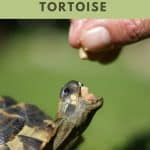 Caring for a baby Hermann's tortoise: housing, feeding, hydration ...