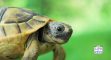 How To Tell If Your Tortoise Is Dehydrated And What To Do To Help Them ...