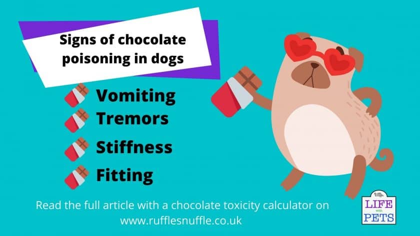 Chocolate Toxicity Calculator : How Much Chocolate Can Kill A Dog ...