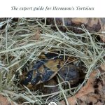 Why Do Hermann’s Tortoises Bury Themselves? And When To Worry