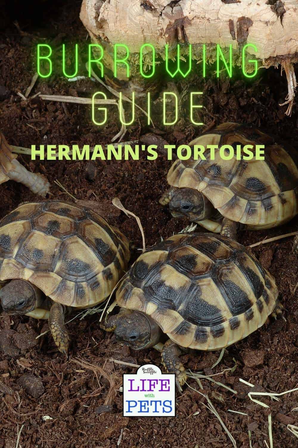 Why Do Hermann’s Tortoises Bury Themselves? And When To Worry