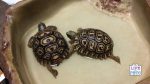 How To Tell If Your Tortoise Is Dehydrated And What To Do To Help Them ...