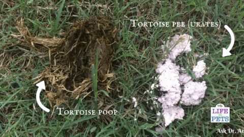 How To Tell If Your Tortoise Is Dehydrated And What To Do To Help Them ...