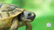 How to tell if your tortoise is dehydrated and what to do to help them