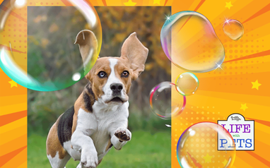 Are Bubbles Bad For Dogs