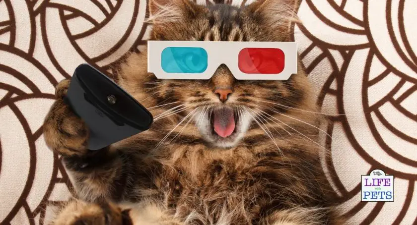 7 Videos Your Cat Will Want To Watch (No 3 Is Our Favourite) • 2025 ...