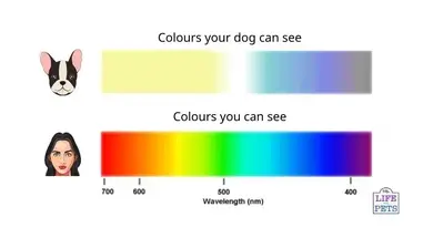 Dog Vision Spectrum