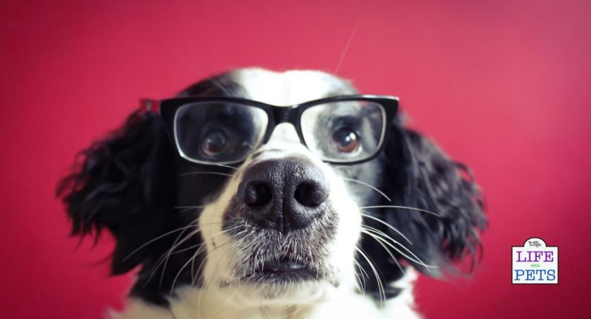 Dog Vision: 21 Cool Things You Didn’t Know About How Dogs See The World ...