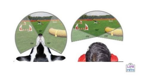 Dog Vision: 21 Cool Things You Didn’t Know About How Dogs See The World ...