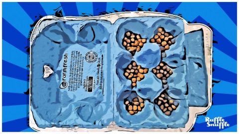 7 Egg Carton Games Your Dog Will Love To Play (No 2 Is Messy!) • 2025 ...