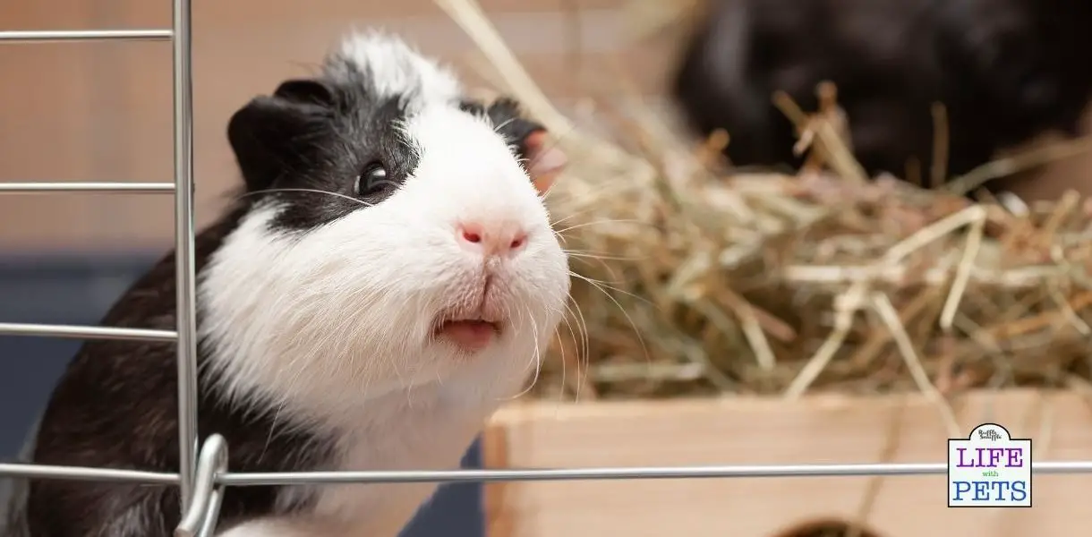 Guinea Pig (Cavy) Enrichment: The Beginner's Guide • 2023 Ruffle Snuffle