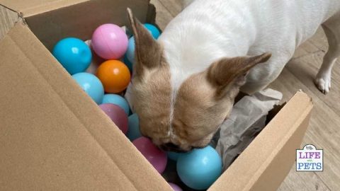 Canine Enrichment: The Ultimate Guide To A Dog's Needs • 2025 Ruffle ...